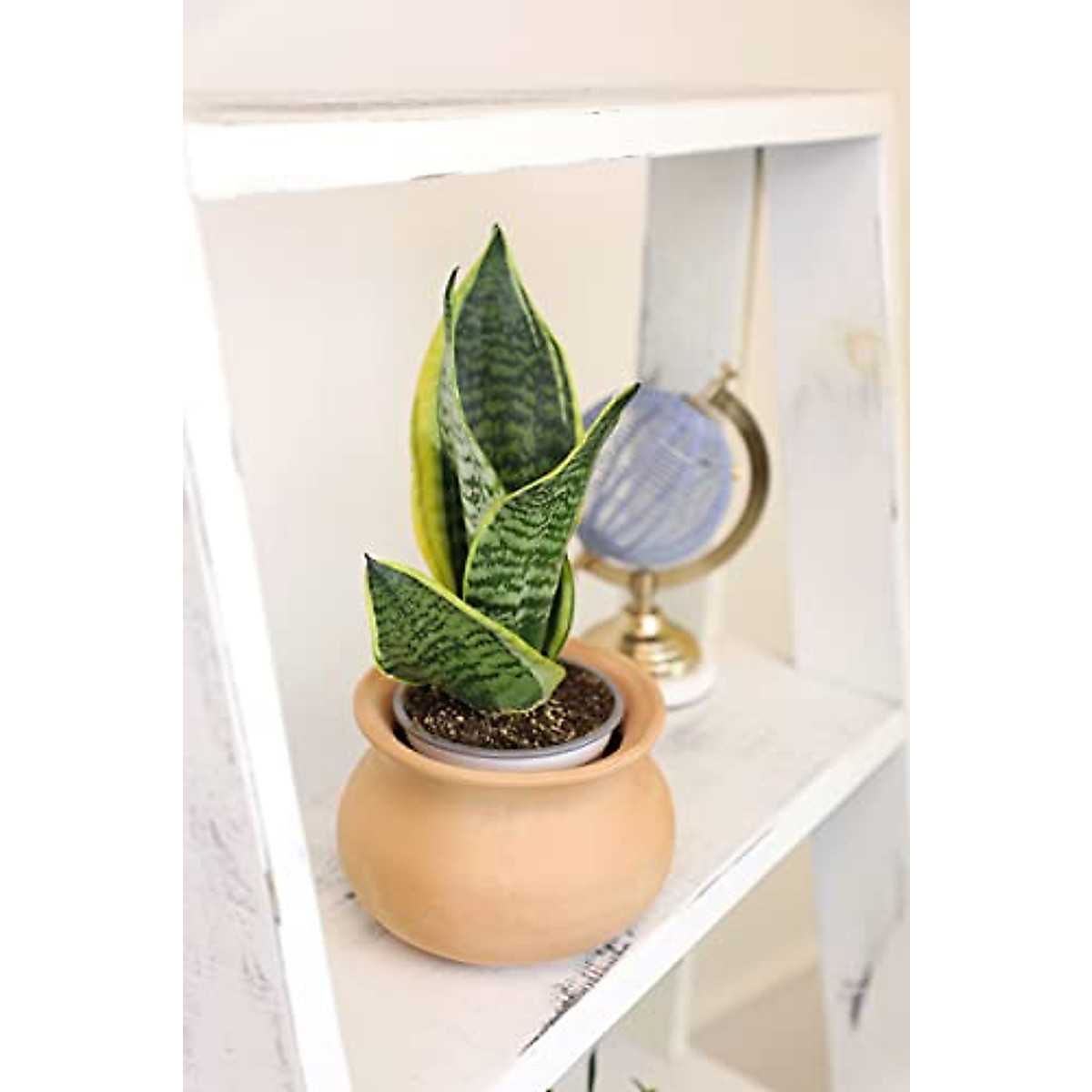 Altman Plants, Live Snake Plant, Sansevieria trifasciata Superba, Fully Rooted Indoor House Plant in Pot, Mother in Law Tongue Sansevieria Plant, Potted Succulent Plant, Houseplant in Potting Soil