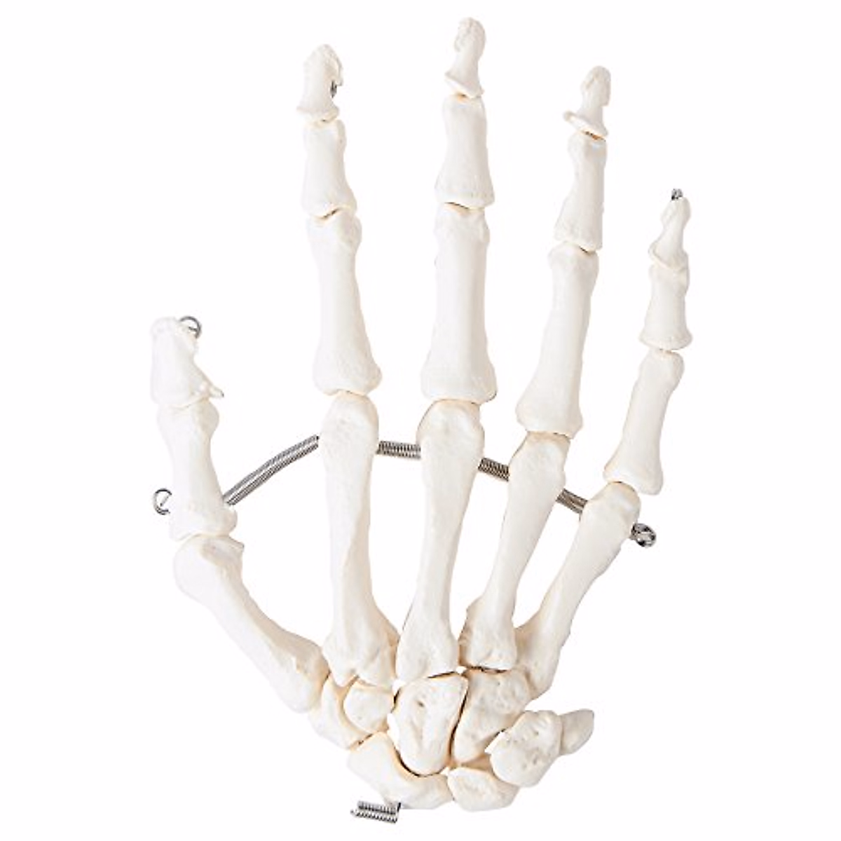 Axis Scientific Skeletal Hand | Left | Fully Articulated Flexible Hand Skeleton is Secured with Quality Wire to Demonstrate Movement | Includes Product Manual