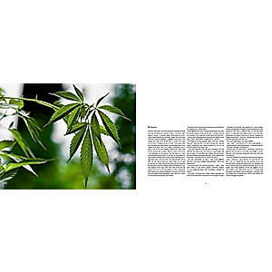 An American Cannabis Story