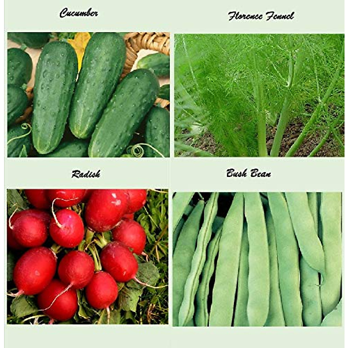 Set of 16 Assorted Organic Vegetable Seeds & Herb Seeds for Planting 16 Varieties Create a Deluxe Garden Heirloom, 100% Non-GMO Sweet Pepper Seeds, Hot Pepper Seeds-Red Onion Seeds- Green Onion Seeds