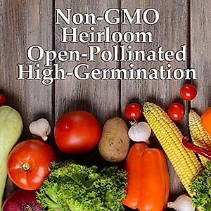 Mirai 301 Corn Seeds for Planting - Treated - ~50 Seed Packet - Corn Seed by Kitazawa Seed Company - Non-GMO Sweet Corn for The Garden, Farm, and Field