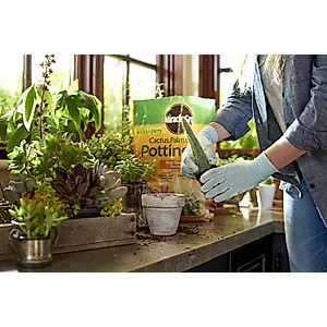 Miracle-Gro Cactus, Palm & Citrus Potting Mix and Plant Food - Bundle of Soil (8 qt.) and Liquid Plant Food (8 oz.) for Growing and Fertilizing Indoor Succulents