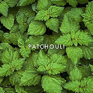 Alfred Sung Men's Cologne, Homme Eau De Toilette EDT Spray, 3.4 Fl Oz