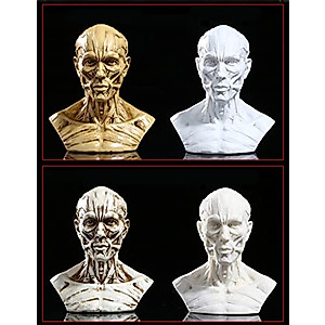 DenFactory Human 10cm Muscle Skeleton Head Model Muscle Head Skull Anatomy Sculpture Art Sketch Learning Supplies (Amber White Resin)