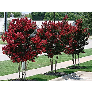 1195D-Dwarf Red-Rocket Crape Myrtle (Lagerstroemia Indica) Seeds by Robsrareandgiantseeds UPC0764425788485 Non-GMO,Organic,USA Grower,Bonsai,Showy, Butterfly Flower,1195-D Package of 10 Seeds