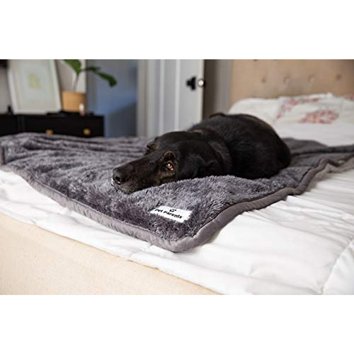 Pet Parents Pawtect Blanket, Premium Waterproof Cat & Dog Blanket with WickQuick & Sherpup Technology, Puppy Blanket, Waterproof Dog Blanket, Blankets for Dogs, Cat Blanket Slate 32x40