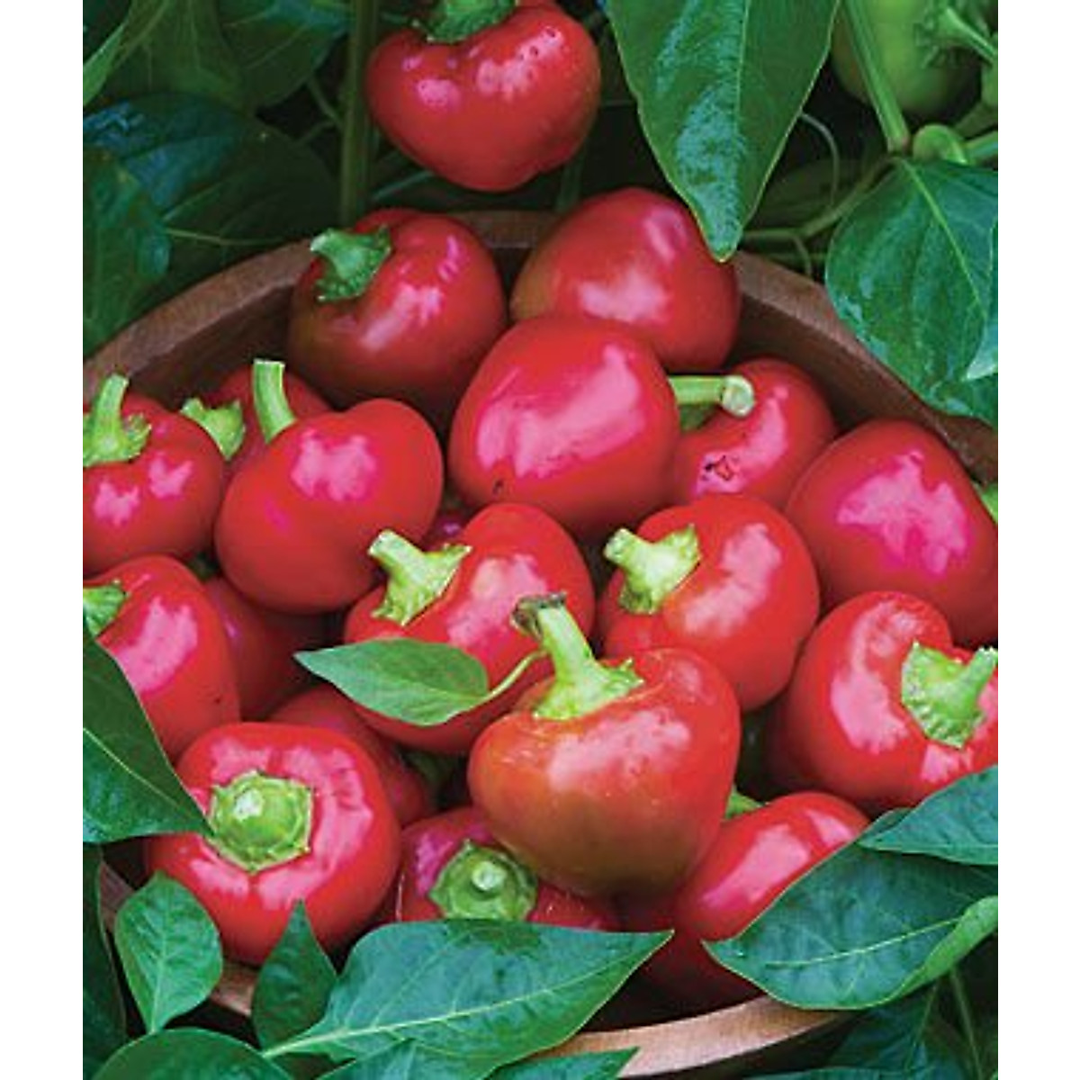 Sweet Red Cherry Pepper Seeds for Planting, 25+ Heirloom Seeds Per Packet, (Isla's Garden Seeds), Non GMO Seeds, Botanical Name: Capsicum annuum, Great Home Garden Gift