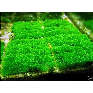 Luffy Betta & Crested Gecko Stainless Steel Mesh, 2.5x4 Inches, Dishwasher Filter Replacement, Garden Pot Drainage Hole Cover, Repair Rusted Dog, Bird & Rabbit Cage