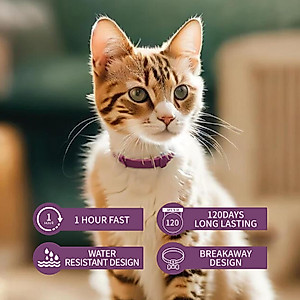 4 Pack Calming Collar for Cats, Cat Pheromone Calming Collar Stress and Anxiety Relief Lasts 30 Days Calm Collar Cat Adjustable Appeasing Calming Collar for Kitten Kitty Calm Collar Make Cat Relaxed