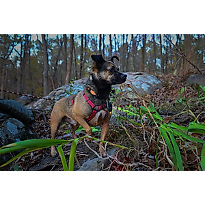 Princeton Tec Impulse Stethoscope Light (20 Lumens, Pink)