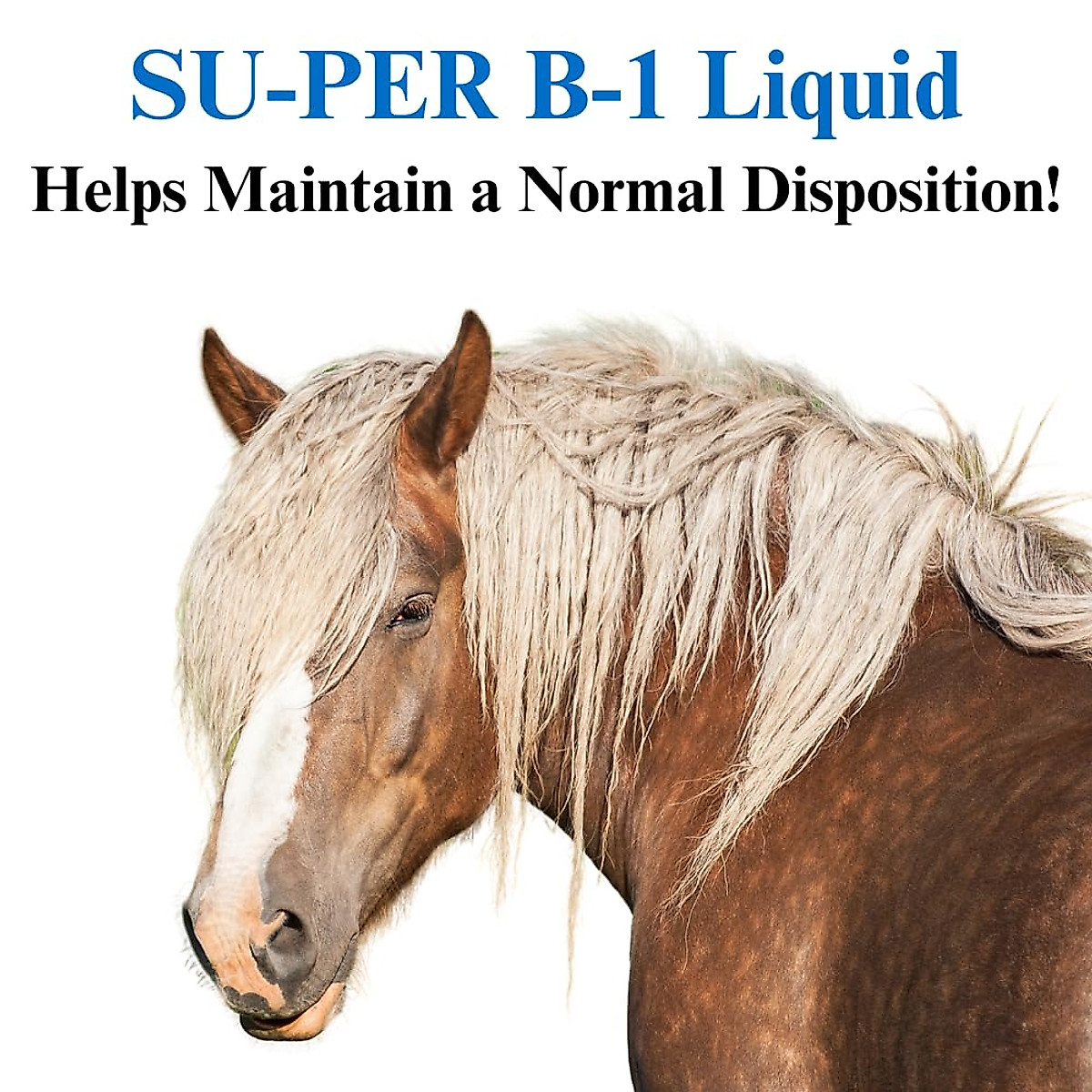 SU-PER B-1 Horse Calming Supplement - Equine Vitamin B-1 Support Horse Calmer Liquid - Appetite Booster Supplement for Horses - 1 Gallon, 4 Month Supply