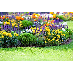 10000+ Perennial Mix Wildflower Seeds 16 Assorted Varieties of Heirloom Flower -1oz Zinnia Poppy Crimson Clover Milkweed Lupine Marigold Mexican Hat Sage Nasturtium