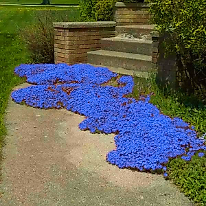 20000+ Blue Creeping Thyme Seeds for Planting Thymus Serpyllum - Heirloom Creeping Thyme Seeds Ground Cover Easy to Plant - Open Pollinated