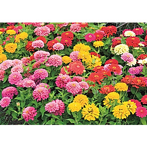 Earth Science Zinnia Mix from Earth Science (6 lb), 3-in-1 Mix with Premium Wildflower Seed, Plant Food and Soil Conditioners, Non-GMO