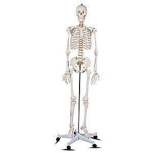Giantex 70.8" Life Size Skeleton Model, with Roller Stand, 2 Casters with Brake, Removable Parts, Anatomical Poster and Dust Cover, Human Skeleton Model for Anatomy
