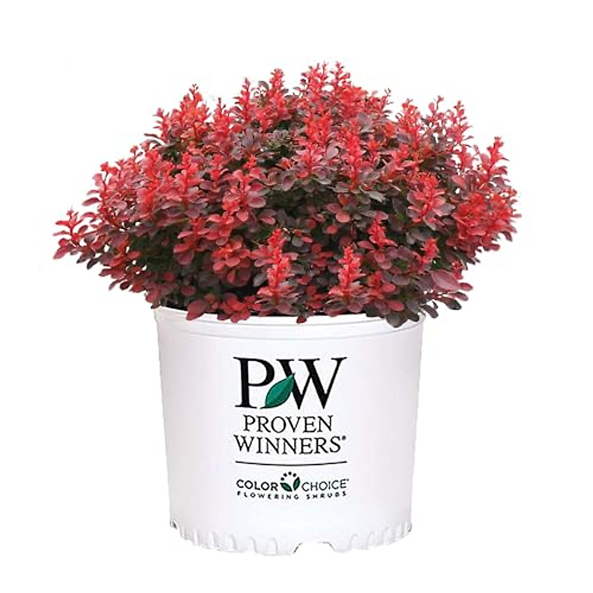 Proven Winner Sunjoy Mini Maroon Barberry, 2 Gal