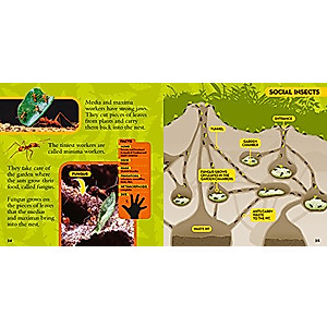 National Geographic Little Kids First Big Book of Bugs (National Geographic Little Kids First Big Books)