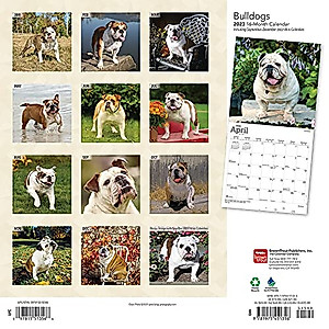 Bulldogs | 2023 12 x 24 Inch Monthly Square Wall Calendar | Foil Stamped Cover | BrownTrout | Animals Dog Breeds DogDays