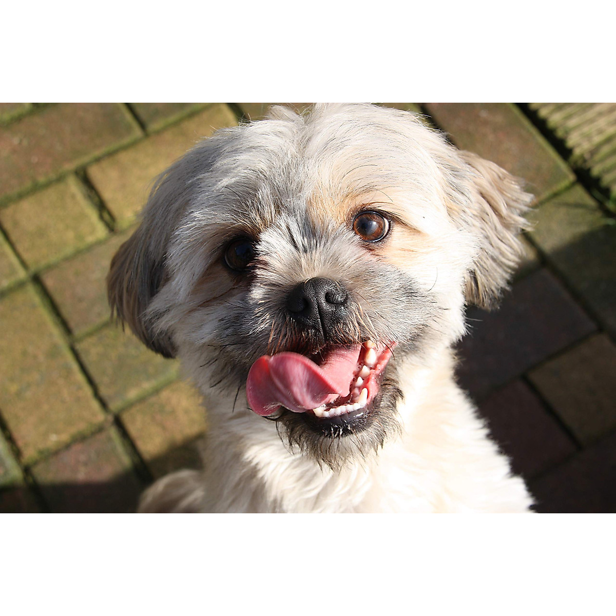 Digestive enzymes for Dogs - Dog LYSINE Powder - Pure Powder Form - Immune System Support - Vet Recommended - Dog Amino Acid Supplements - 2 Bottle (16oz 453.6 Grams)