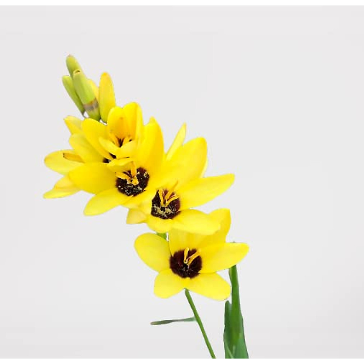 Votaniki African Corn Lily Mix Bulbs - Long Blooming and Easy to Grow, Ixia Mixed Bulbs for Planting - Perennial Lily Flower | Unique and Showy Flowers for Borders, Beds and Cut Flower (12 Pack)