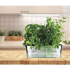 BUZZY Organic Windowsill Grow Kit | Kitchen Herbs: Basil, Cilantro, and Chives | Best Gardening Gifts, Favors, Parties, Events, Unique, and Fun | Growth Guaranteed