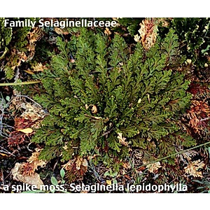 Rose of Jericho Resurrection Fern - Polypodium - Dinosaur Fern/Miracle Air Fern