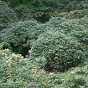 20 Wild Grape Seeds, Porcelain Berry, Amur Peppervine, Creeper - Perennial Ornamental Vine Plant - Frost Hardy & Fast-Growing - Striking Hedge Privacy Screen - Seeds by QAUZUY GARDEN