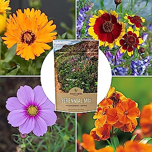 Perennial Wildflower Seeds Mixture - Bulk 1/4 Pound Bag - Over 60,000 ...