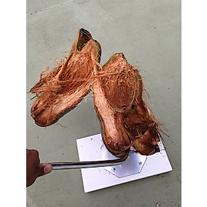 Gitachi EASY Coconut Husk opener 17 inch Tall- Stainless