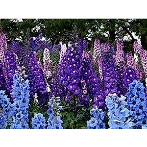 Larkspur Rocket Mix Colors Blend Flower Seeds, 250+ Flower Seeds Per Packet, (Isla's Garden Seeds), Non GMO & Heirloom Seeds, Botanical Name: Delphinium ajacis, Great Home Garden Gift