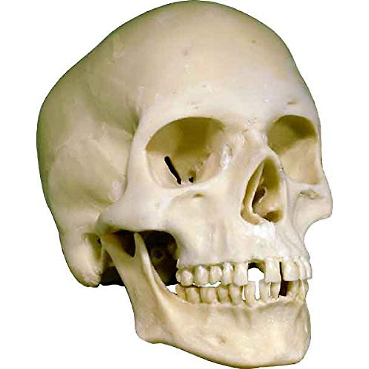 Human Skull Replica Life-Size - Low Cost Economy-Factory 2nd Tier- Good Quality, Model 3093001-2nds, by Nose Desserts