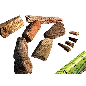 Genuine Fossil Dinosaur Bone & Genuine Fossil Spinosaurus Dinosaur Tooth by DINOSAURS ROCK