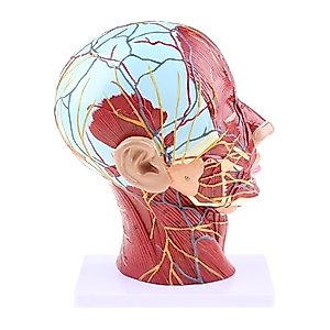 Human Anatomical Half Head Face Anatomy Medical Brain Neck Median Section