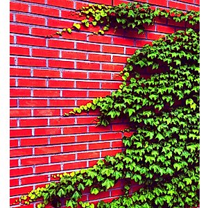 50 Boston Ivy Seeds for Planting - Easy to Grow Ivy Vine - Ships from Iowa, USA