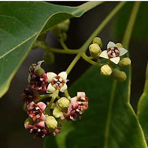 CHUXAY GARDEN Santalum Album Seed,Indian Sandalwood 10 Seeds Exotic Tropical Tree Elegant Aromatic Tree Great for Garden