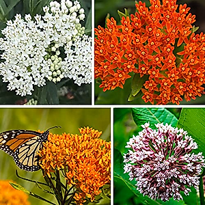 800+ Milkweed Seeds for Monarch Butterflies Heirloom Non-GMO Untreated, Butterfly Milkweed Seeds for Planting Home Garden