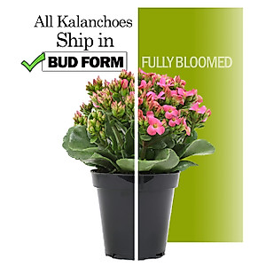 Kalanchoe Live Succulents Plants Live Flowers (3 Pack), Kalanchoe Plant Live Succulent Plants, Kalanchoe Plants Live Indoor Plants Live Houseplants, Fresh Flowers for Delivery Prime by Plants for Pets