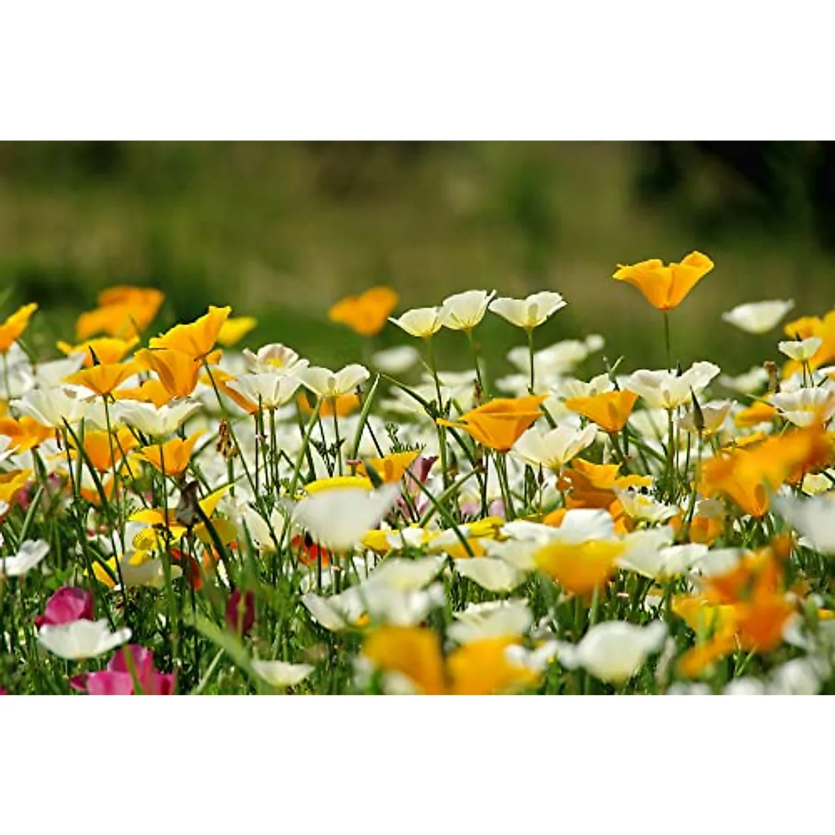 Ballerina California Poppy Mix - California Poppies, 1000+ Flower Seeds Per Packet, (Isla's Garden Seeds), Scientific Name: Eschscholzia californica, 85% Germination Rates, 99.3% Purity