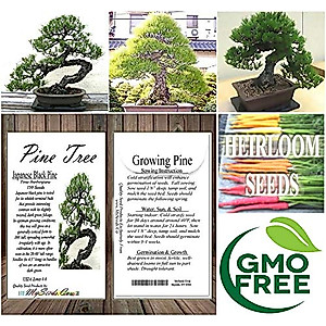 Big Pack Bonsai Tree Seeds - Japanese Black Pine Tree (150 Seeds), Pinus thunbergiana Pine Tree Seeds - Non-GMO Seeds by MySeeds.Co (Big Pack - Japanese Black Pine)