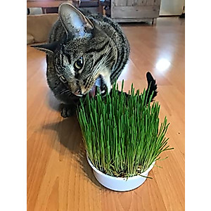 Pureness Oat Garden Kit, 1-Ounce, Greens