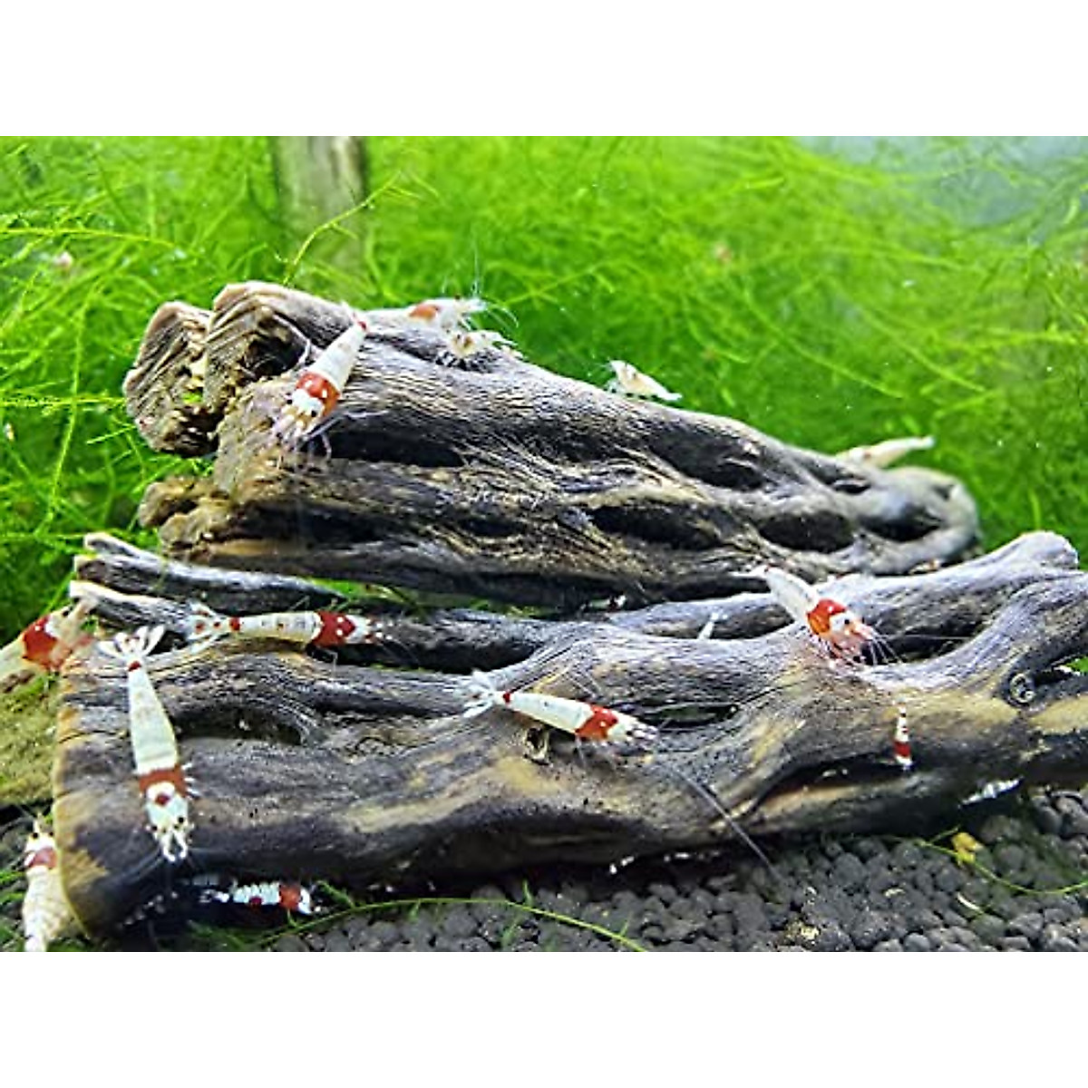 Natural Cholla Wood for Aquarium Decoration, Shrimp, Hermit Crab, Chew Toys for Small Pets (4 Inches Long(Pack of 3))