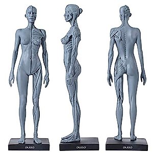 Oubo Dental New Female Anatomical Anatomy Skull Head Body Model Muscle Bone (30cm) Height