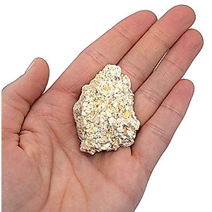 12PK Raw Coquina, Sedimentary Rock Specimens - Approx. 1" - Geologist Selected & Hand Processed - Great for Science Classrooms - Class Pack - Eisco Labs