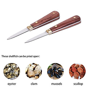 SPEENSUN Oyster Shucking Knife, Oyster Knife, Oyster Shucker Not Easy to Break and Bend, More Secure with Oyster Shucking Knife Glove (2 Knife and 1 Glove M), Best Oyster Shucking Kit