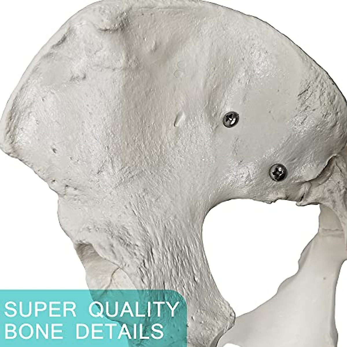 2023 New Female Pelvis Model,Life Size Female Pelvic Skeleton Model, Anatomy Medical Model for Science Education, Study of the Anatomical Features