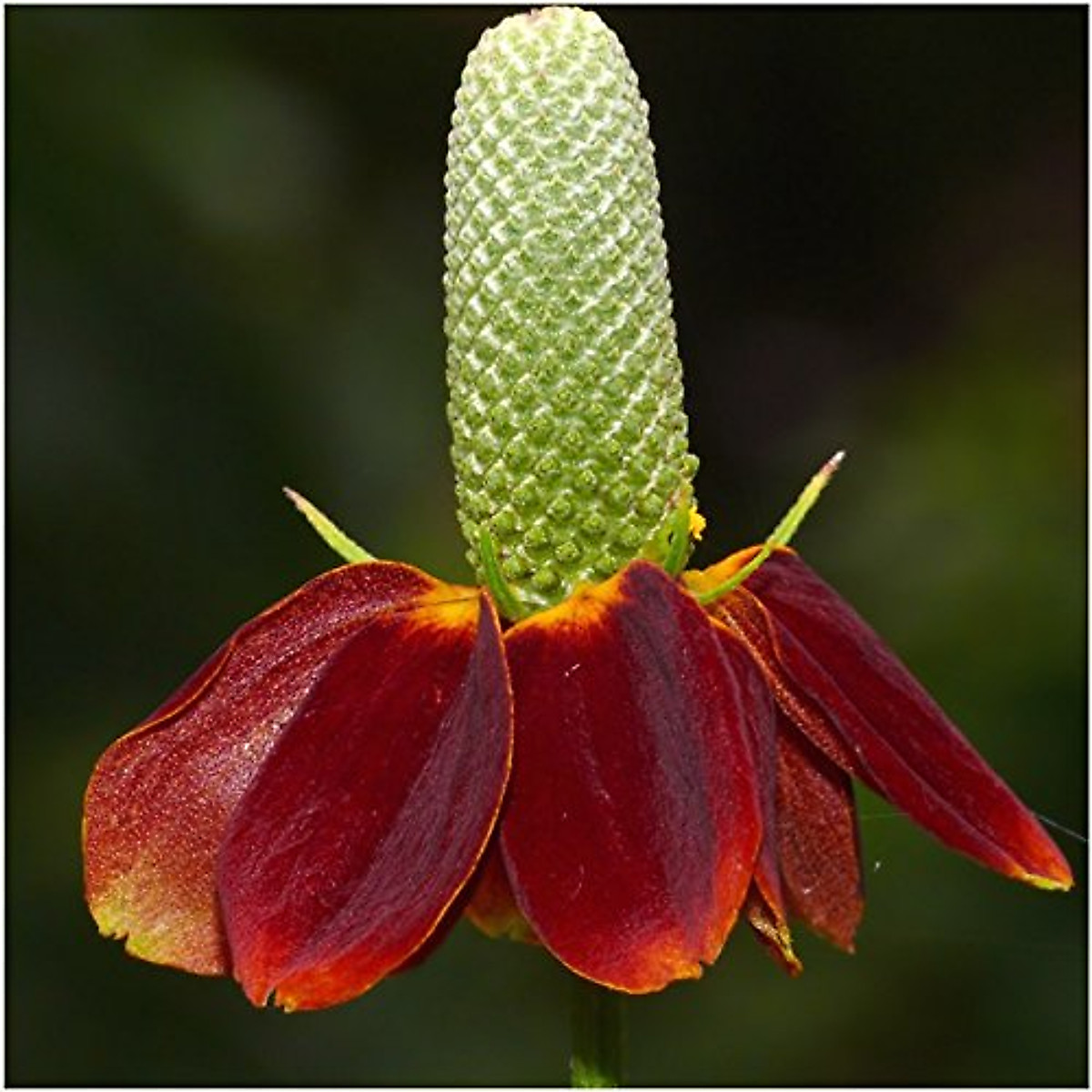 Seed Needs, Large 2.1 Ounce Package of 30,000+ All Perennial Wildflower Seed Mixture for Planting (99% Pure Live Seed Butterfly Attracting - NO Filler) 16 Species Varieties Perennial - Bulk