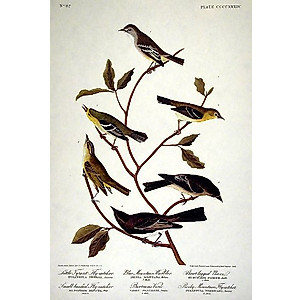 Little Tyrant Fly-catcher, Small-headed Fly-catcher, Blue Mountain Warbler, Common Water Thrush. From"The Birds of America" (Amsterdam Edition)