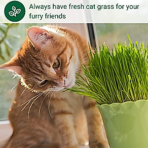 Sow Right Seeds - Cat Grass Seed for Planting - Easy to Grow Oat Grass That Your Cat Will Love - Non-GMO - Full Instructions - Great Gardening Gift (1 Packet)
