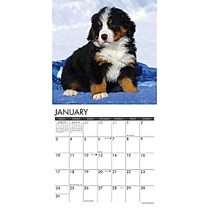 Just Bernese Mountain Puppies 2021 Wall Calendar (Dog Breed Calendar)
