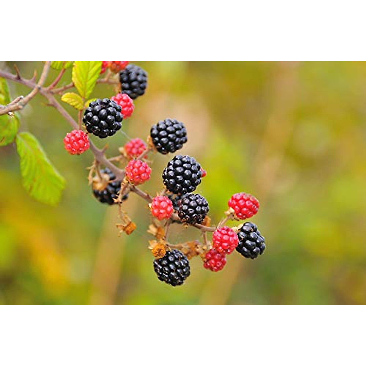 2 Thornless BlackBerry Plants, Arapaho Blackberries Bushes, 5 to 7 Inches Ornaments Perennial Garden Simple to Grow Pot